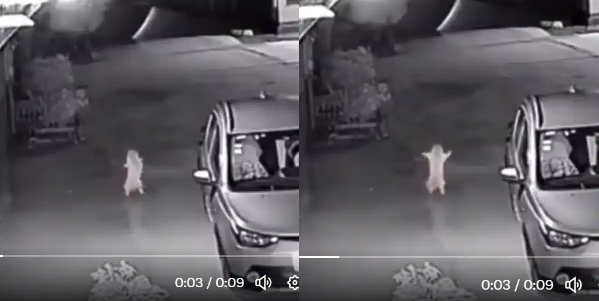Cat seen dancing outside a woman's house at night