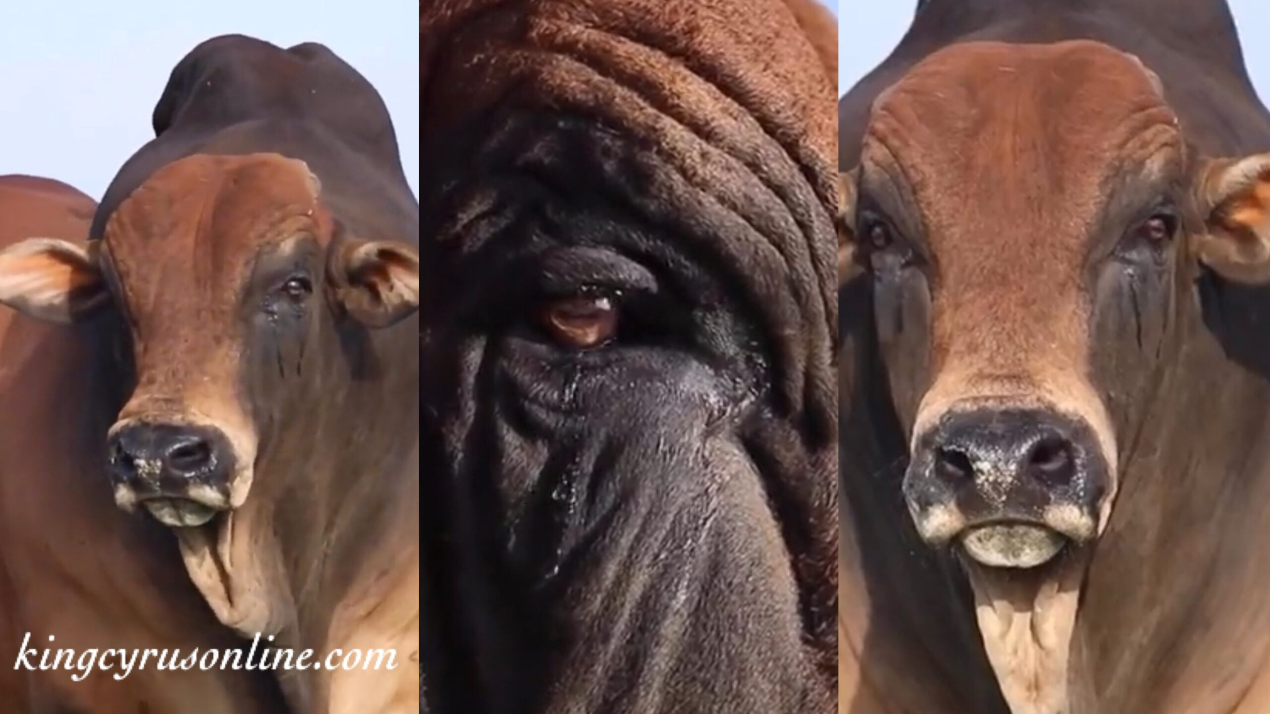 Sad moment cow waiting to be slaughtered started crying
